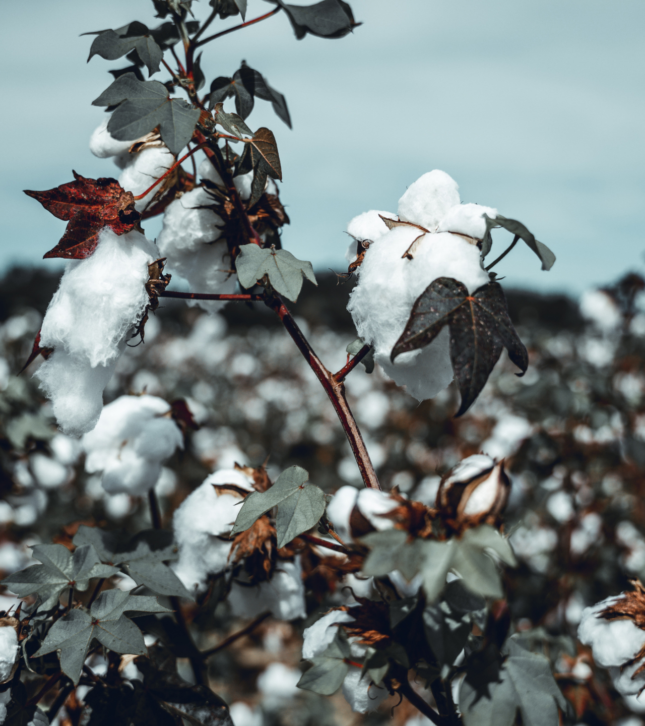 The Sustainable Fibres We Use